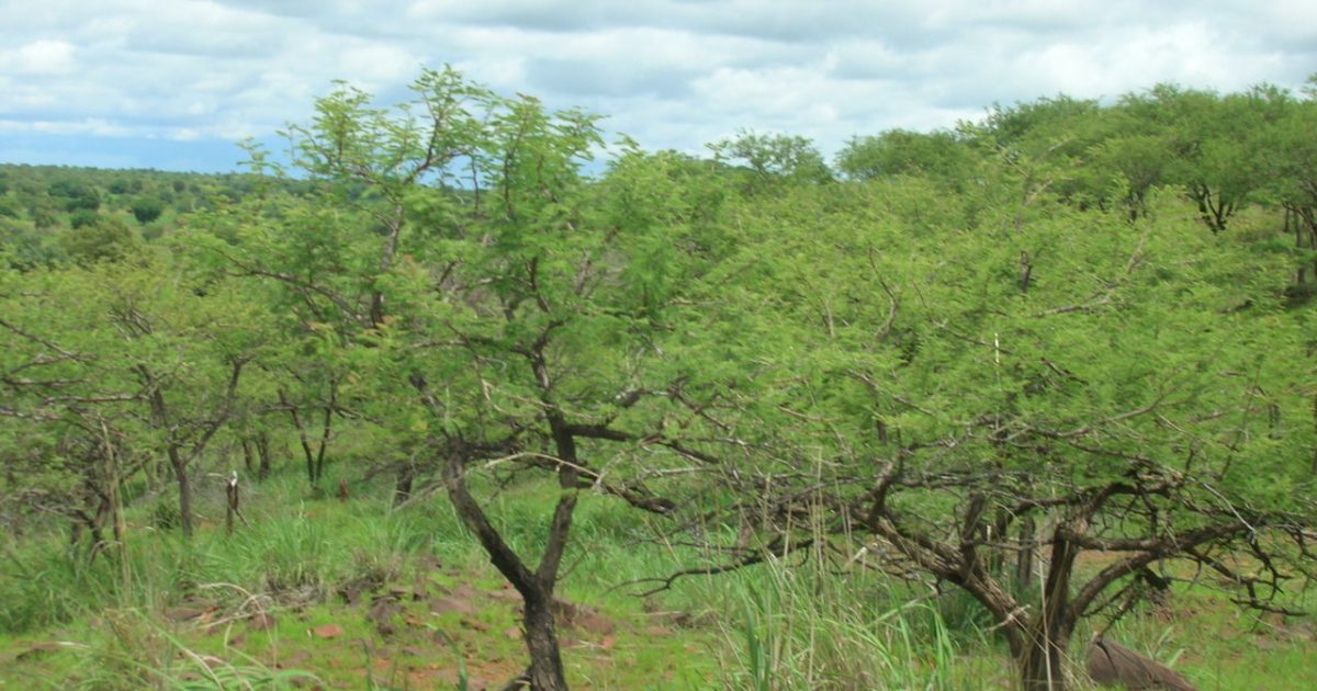 200 Million Trees: A Beautiful Example Of Locally-Led… | WeRobotics